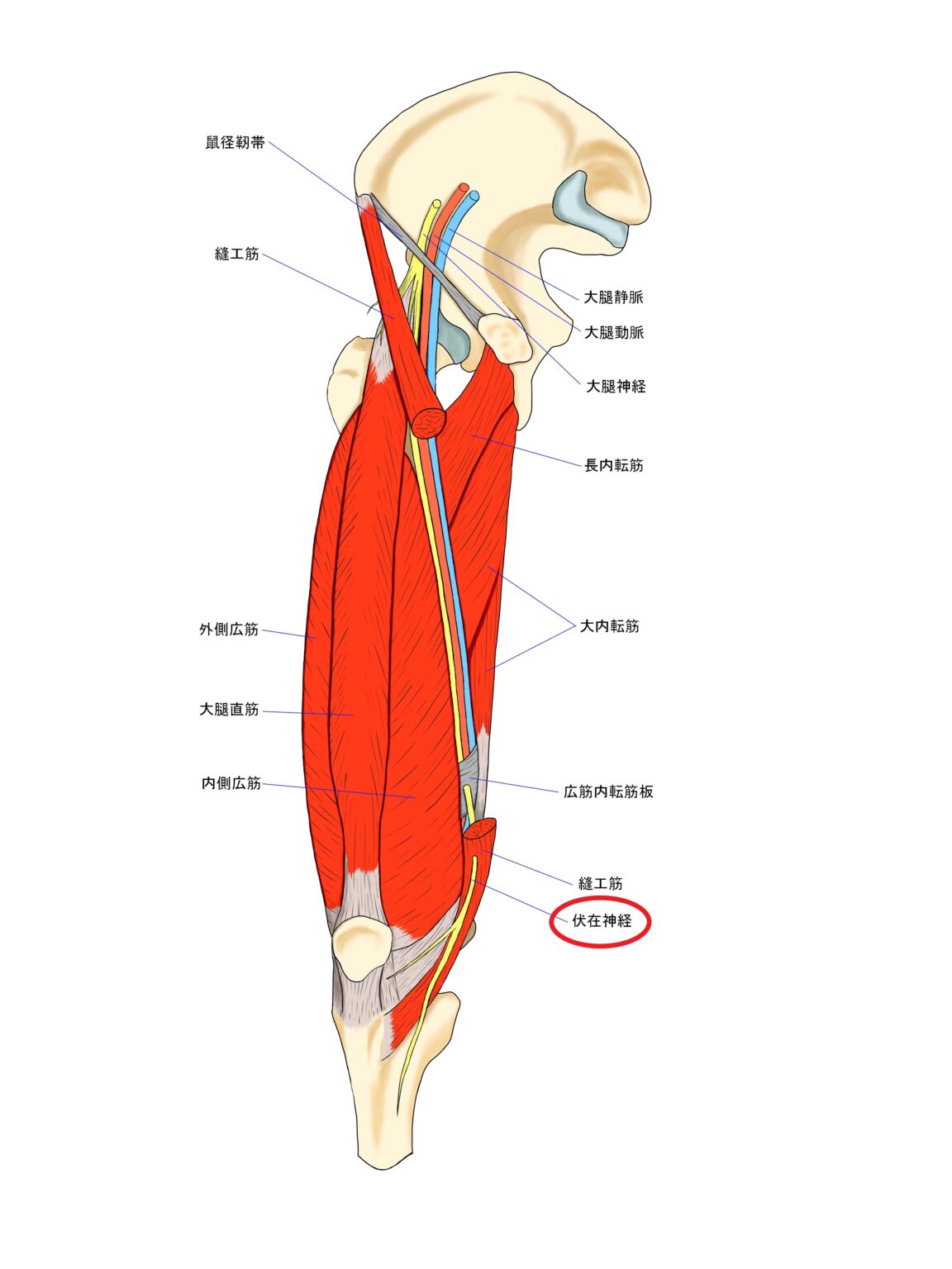 【理学療法士解説】膝からスネの内側がしびれる原因と対処法/伏在神経障害・ハンター管症候群の可能性は？