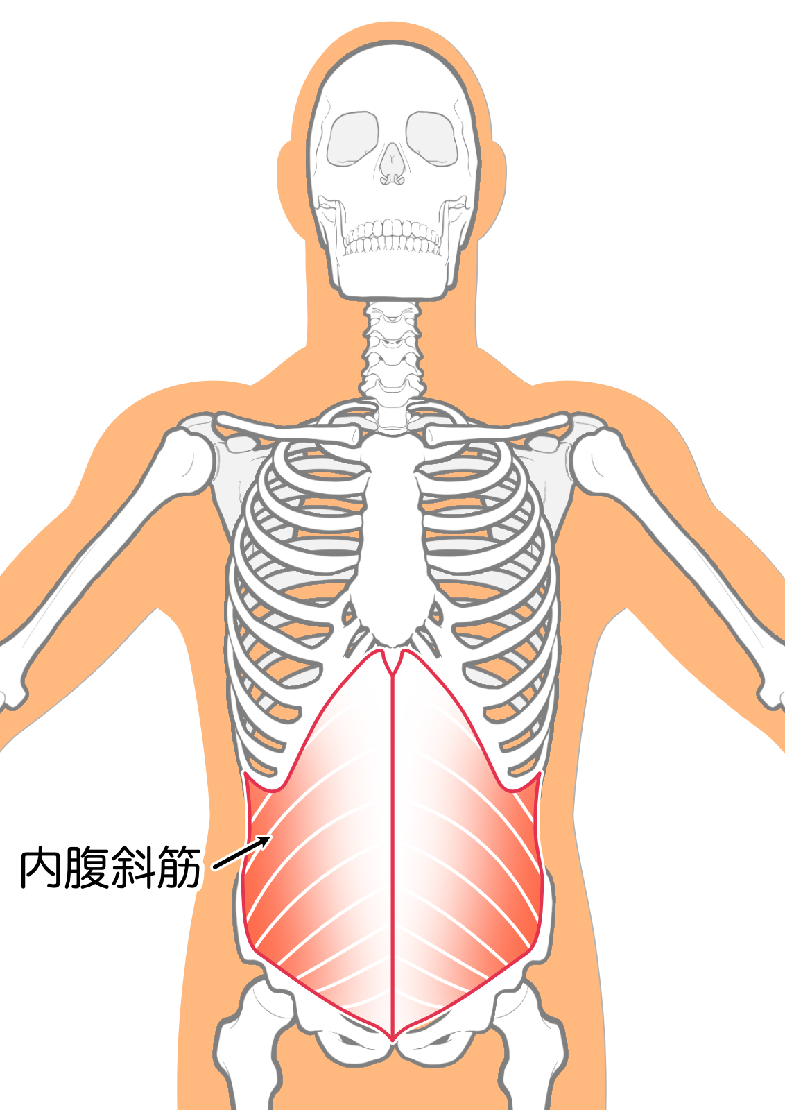 テレビを見ながら下腹をこっそり凹ますトレーニング/理学療法士が教える自宅簡単エクササイズ