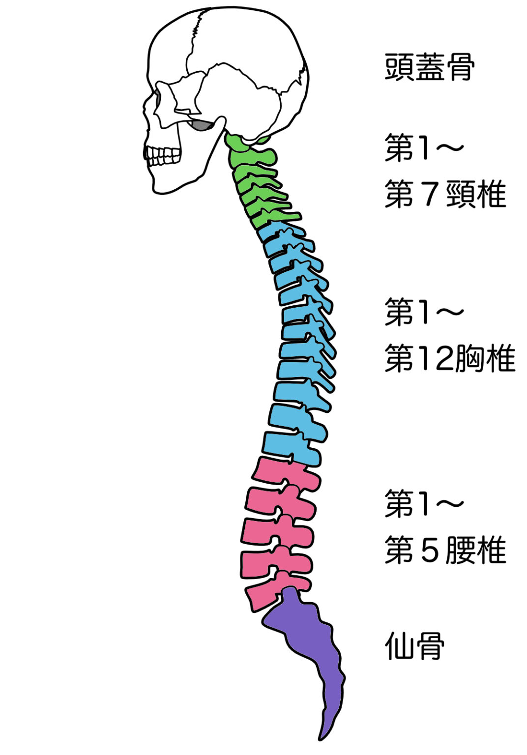 しつこい首凝りの治し方を現役理学療法士が解説します。