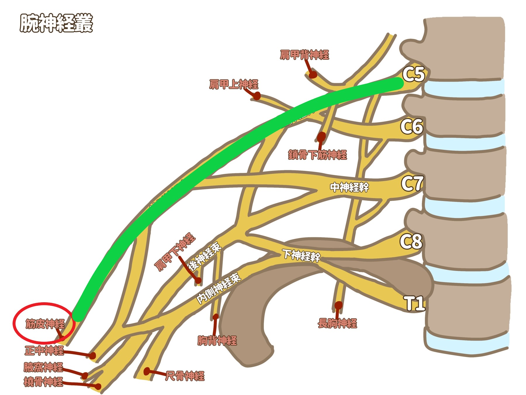 【理学療法士解説】腕の外側がしびれる原因と改善法/放置してはいけない理由とは？