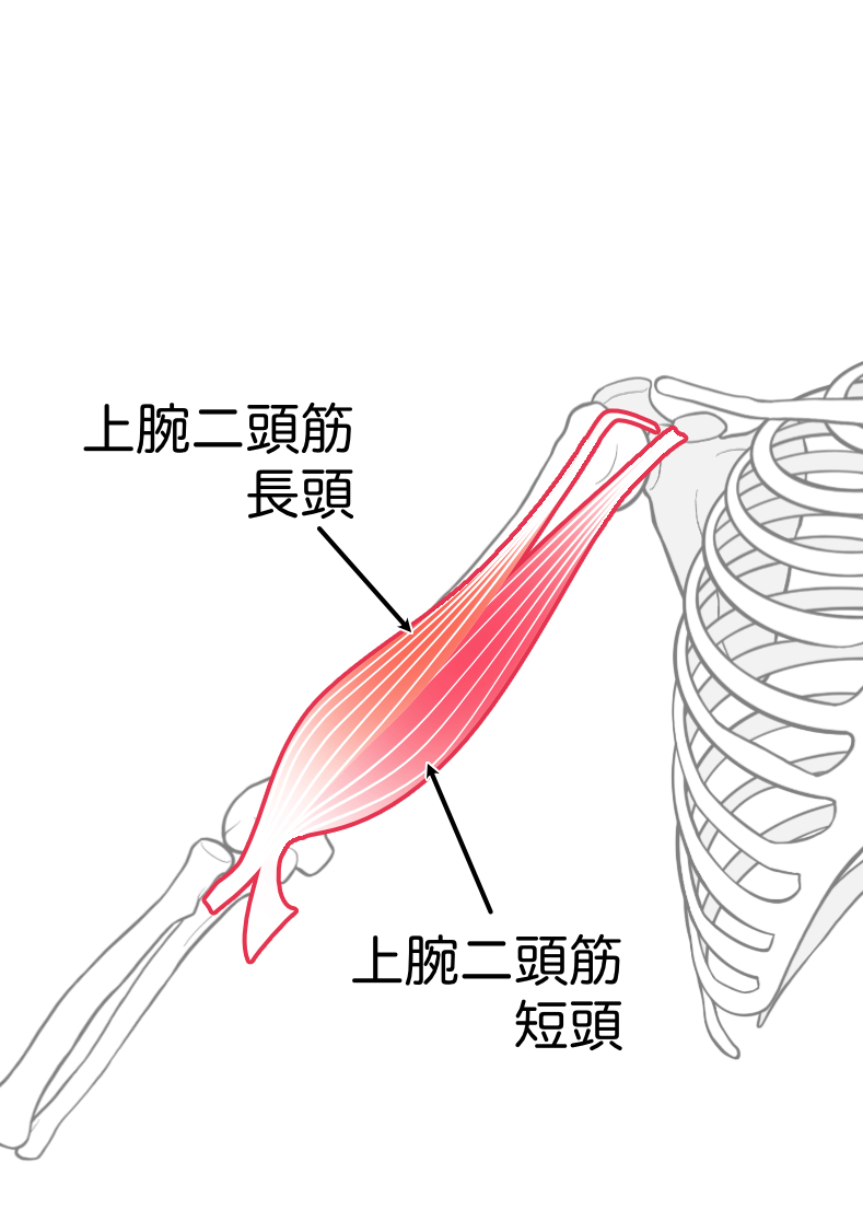 【理学療法士解説】手の親指がしびれる原因と改善ストレッチ