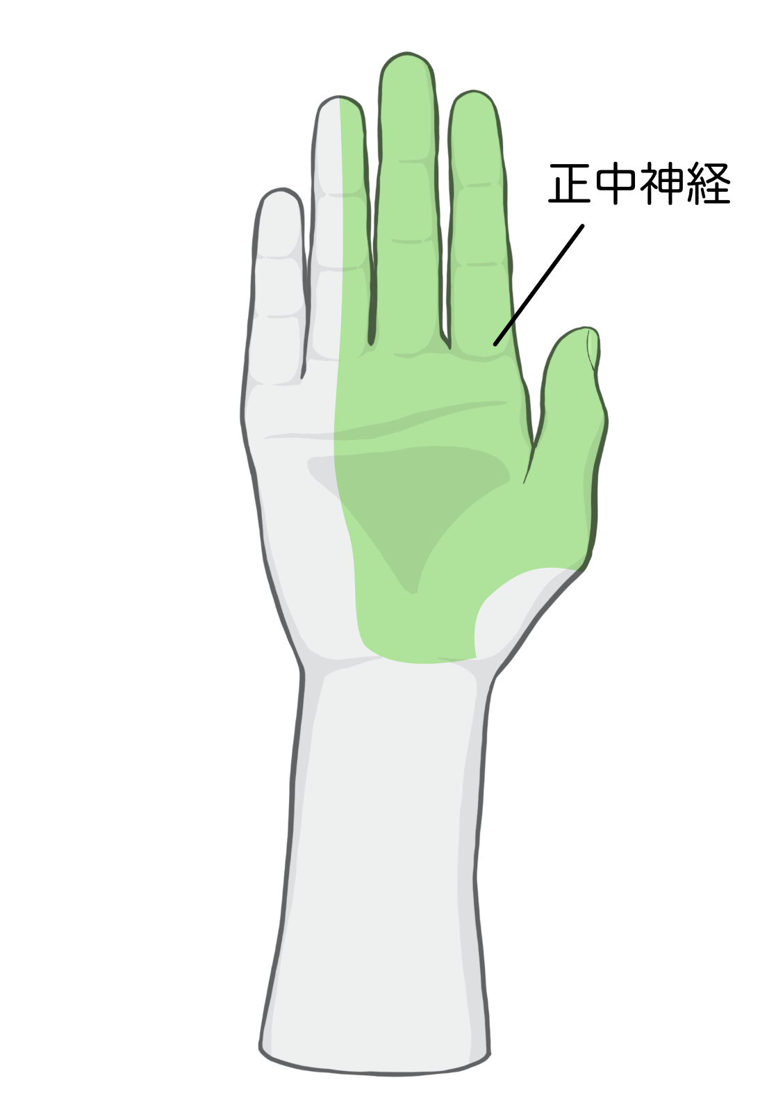 【理学療法士解説】手の親指がしびれる原因と改善ストレッチ