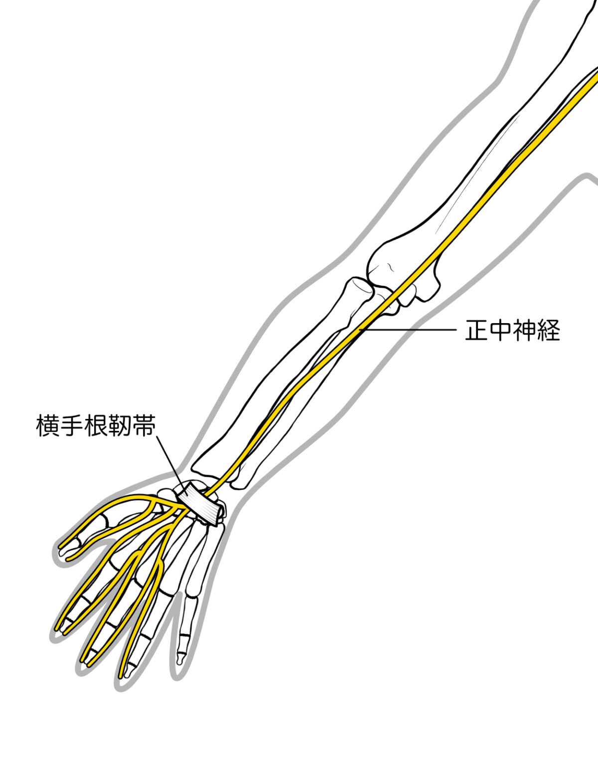 【理学療法士解説】手の親指がしびれる原因と改善ストレッチ
